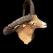 Taxidermy RARE RED SHEEP Skull Nice Huge Horns = Hybrid Armenian ...