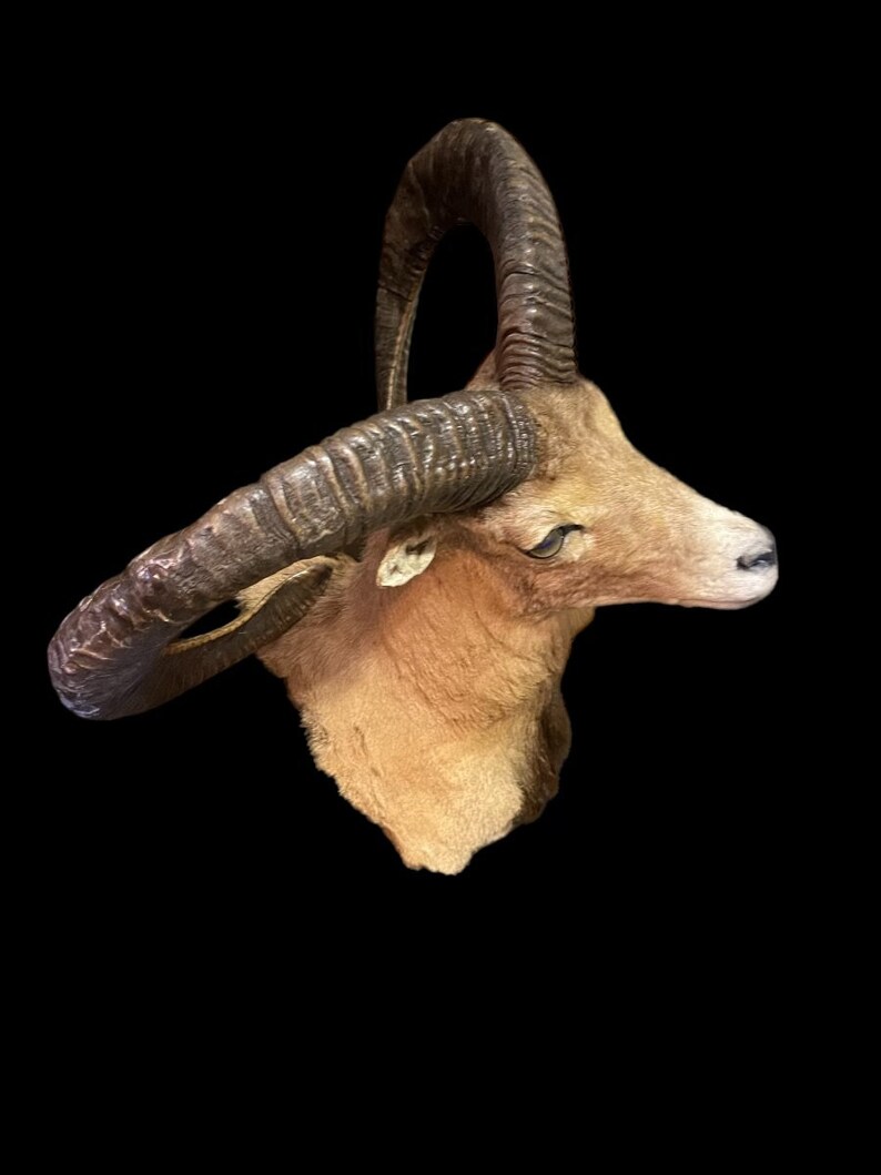 Taxidermy RARE RED SHEEP Skull Nice Huge Horns = Hybrid Armenian ...