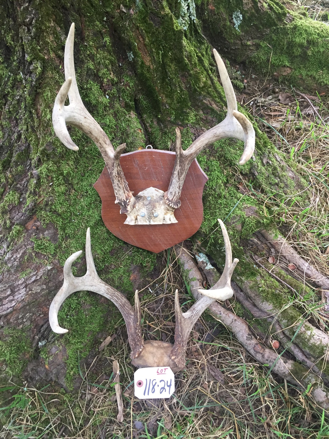 2 Sets of Nice 8 Point Whitetail DEER ANTLERS, Log Cabin, Hunting Lodge ...