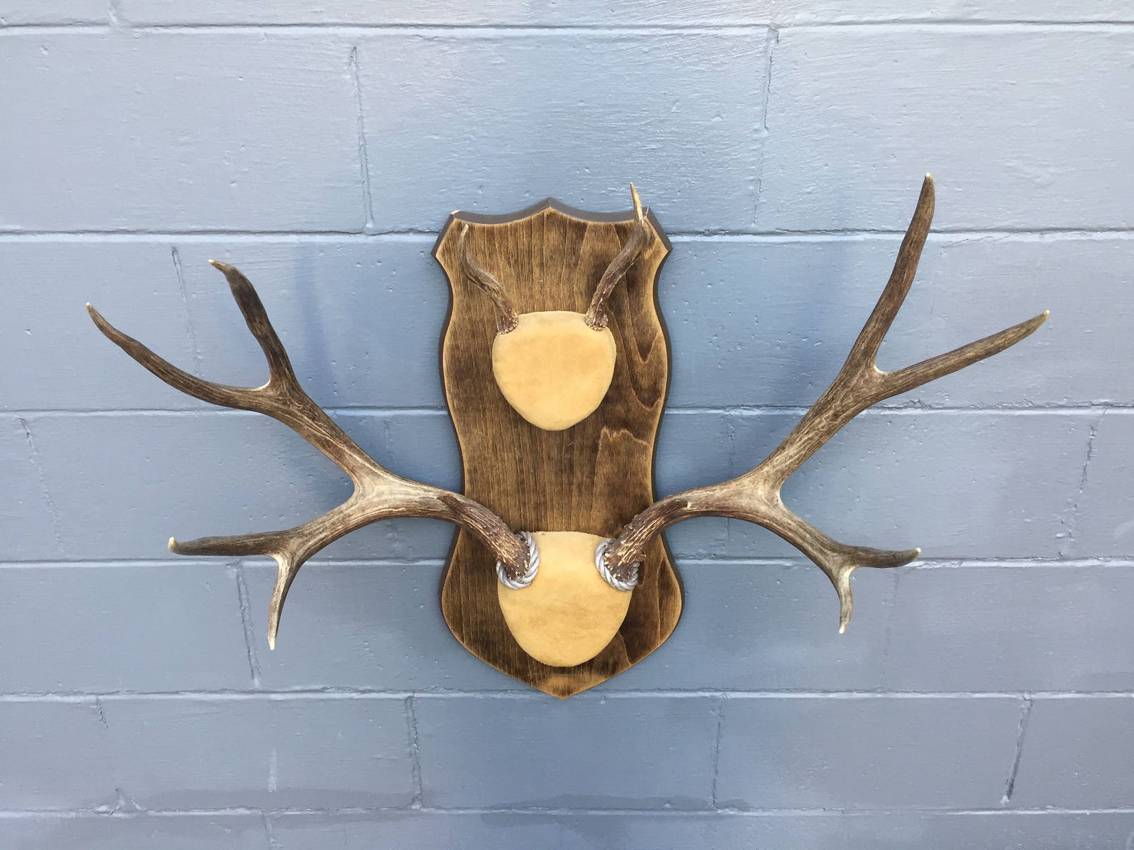 Taxidermy 30"- 5 X 5 Point Set+ 3 Point MULE DEER ANTLERS Log Cabin ...