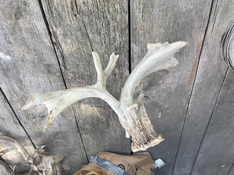 HUGE 12 Point MULTY Main BEAMS Whitetail Deer Self-standing Shed Antler ...