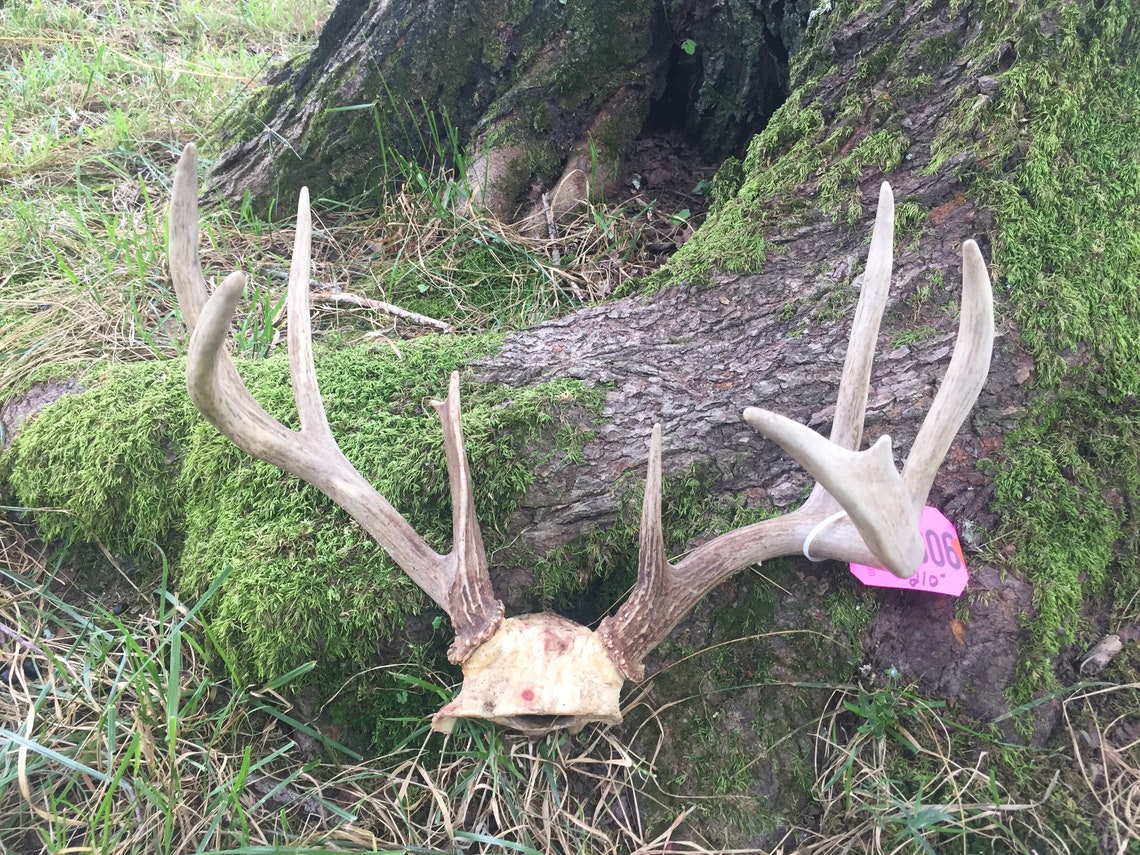 Nice 8 Point Set of Whitetail DEER ANTLERS Log Cabin Hunting | Etsy
