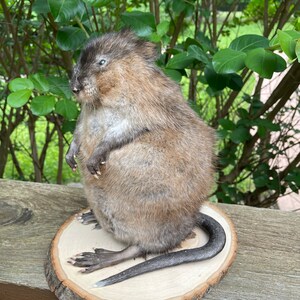 Nice Large American Muskrat Lifesize Mount Taxidermy Log Cabin Hunting ...