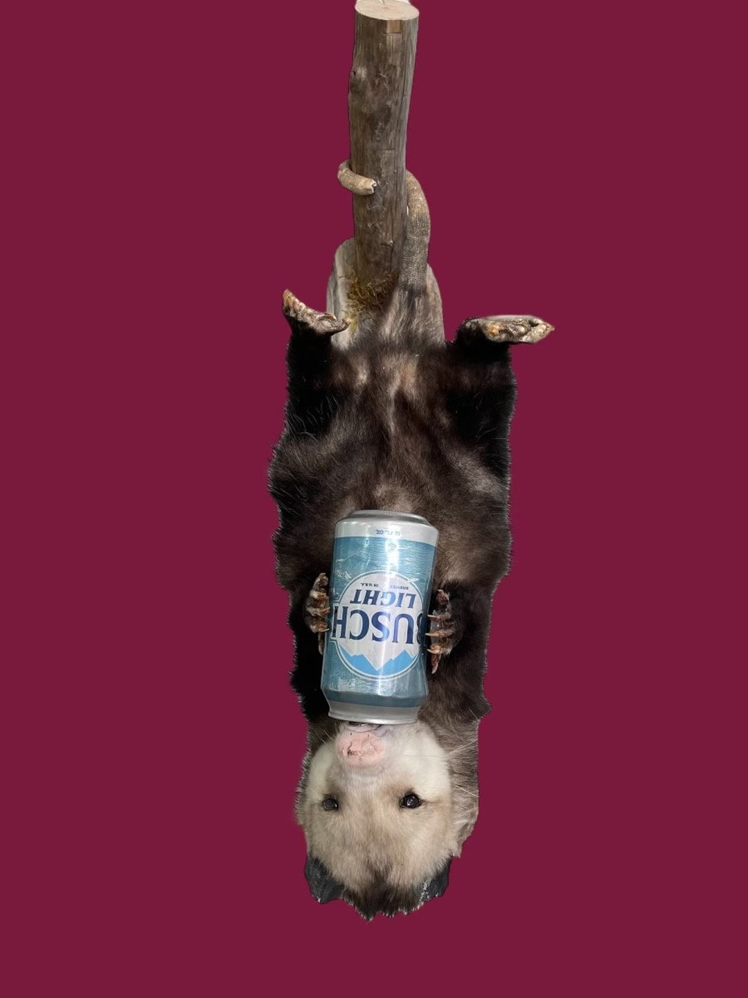 Nice NEW American, Beer Drinking O'possum Lifesize Mount (very Black ...