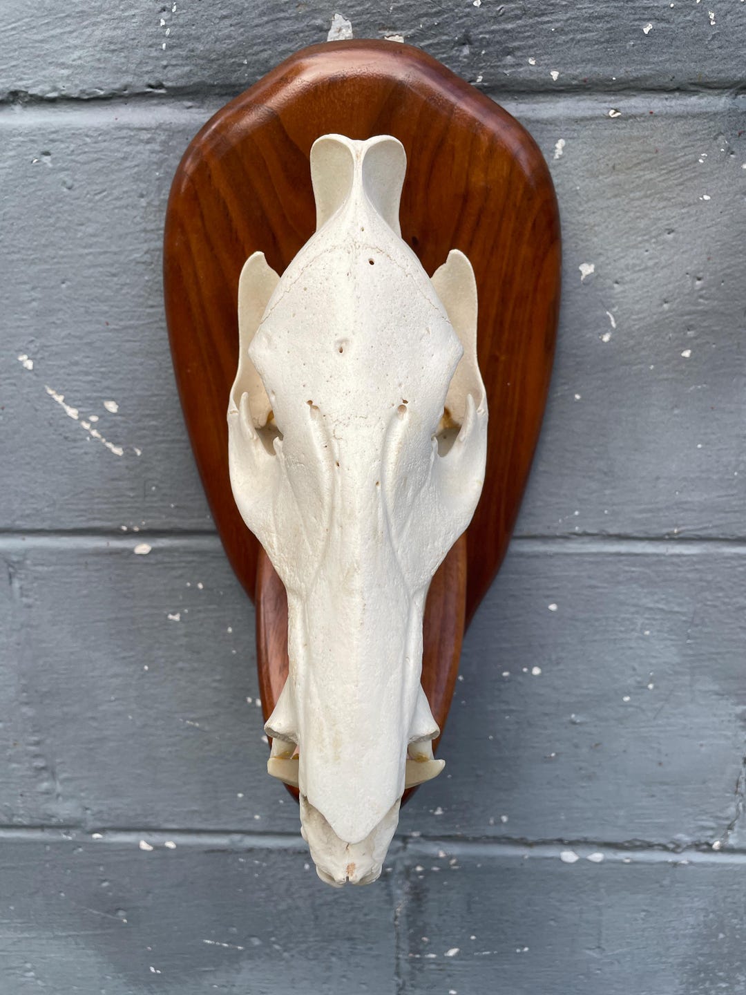 Trophy Size Awesome COLLARED PECCARY/JAVELINA Full Skull, Hunting Decor ...