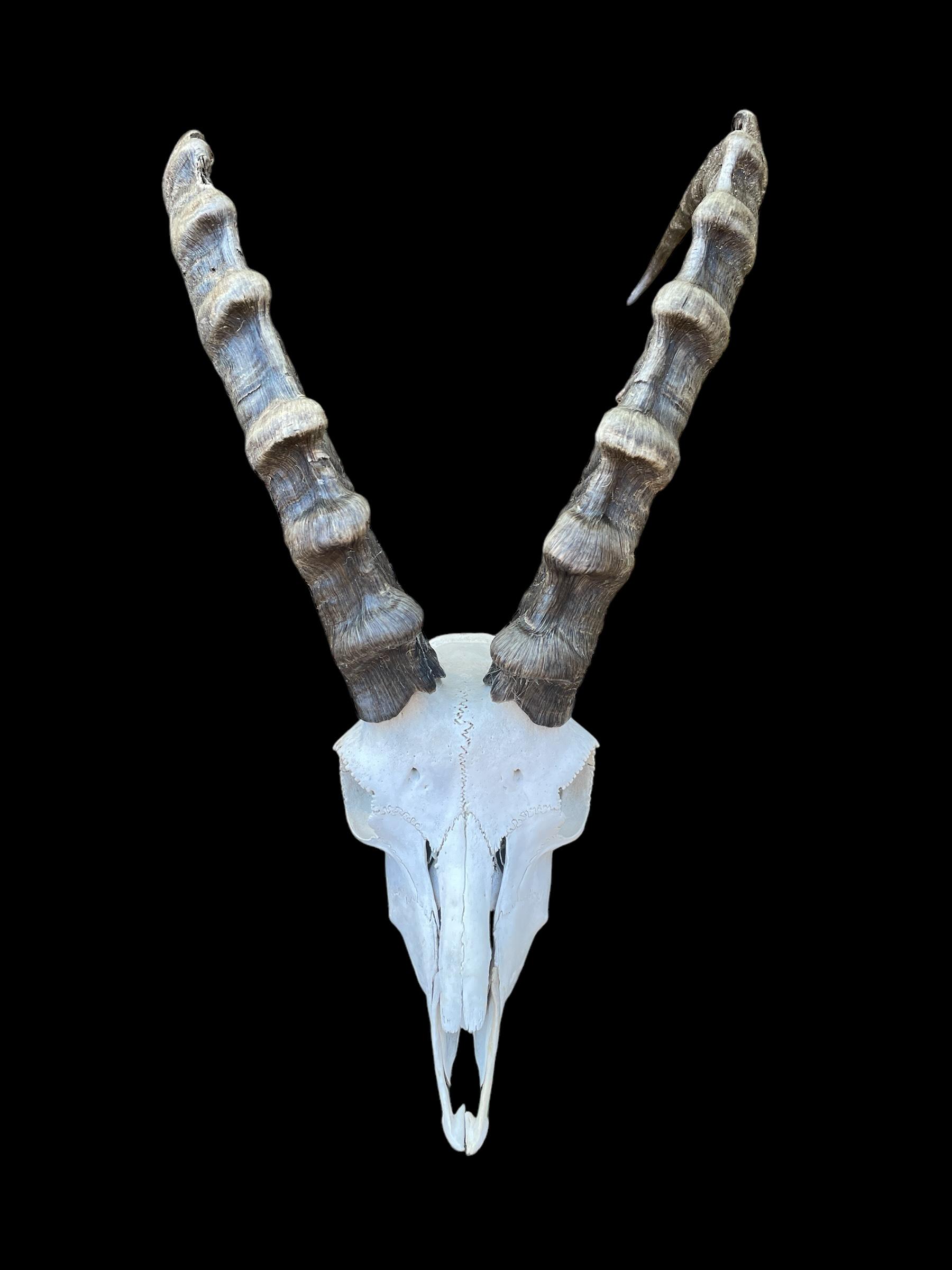 Nubian Ibex /cross Breed Full Skull & Horns European Taxidermy Log ...