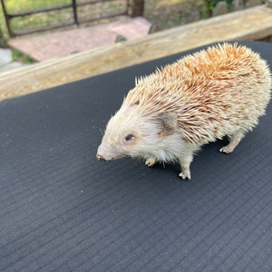 CUTE Oddity Taxidermy Very Nice "new" Long-eared Hedgehog Mount Log ...