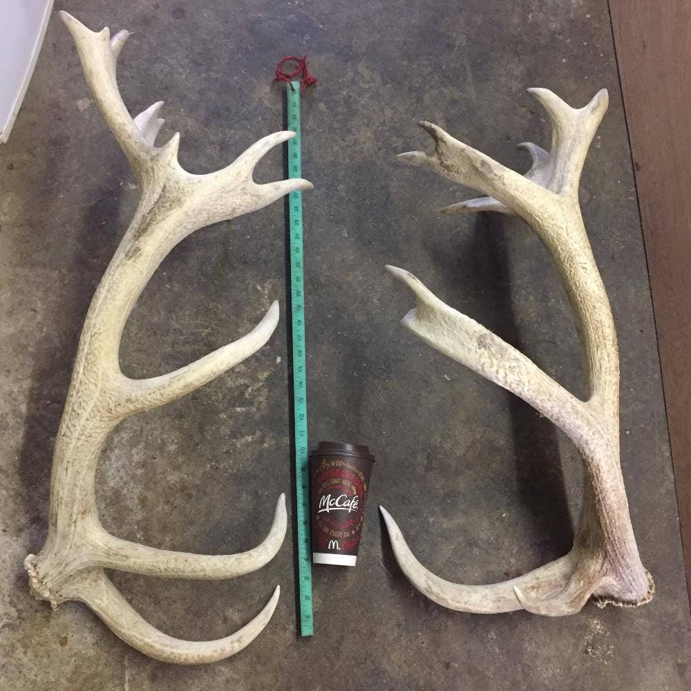 Taxidermy Huge 23 Point Set of RED STAG Shed ANTLERS Cabin Hunting ...