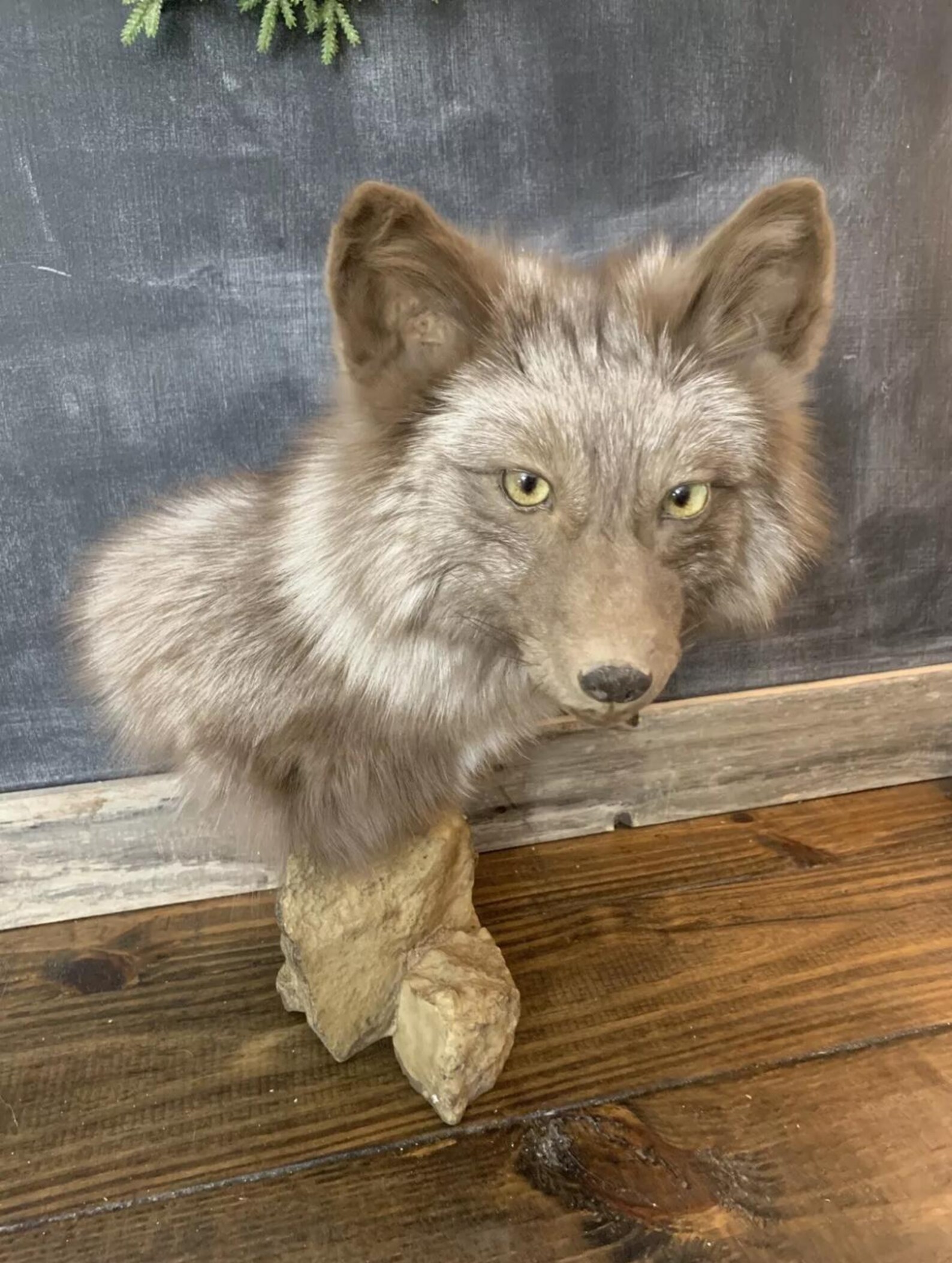 Beautiful AMBER Ranch FOX Shoulder Pedestal Mount /log Cabin Hunting ...