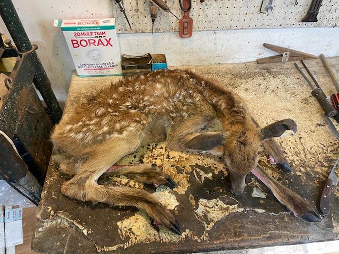 RARE, Baby Elk, Lifesize Skin for a Full Taxidermy Mount Oddity ...