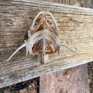 Rarely Seen, FLATHEAD Catfish Skull Natural Bones/science Weird ...