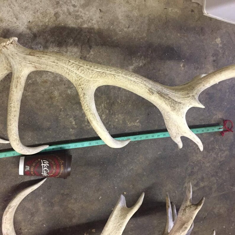 Taxidermy Huge 23 Point Set of RED STAG Shed ANTLERS Cabin Hunting ...