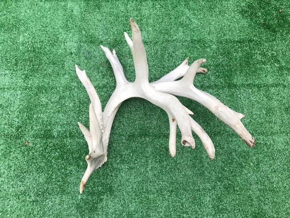 Taxidermy MASSIVE Whitetailed DEER Cut off ANTLER Log Cabin | Etsy