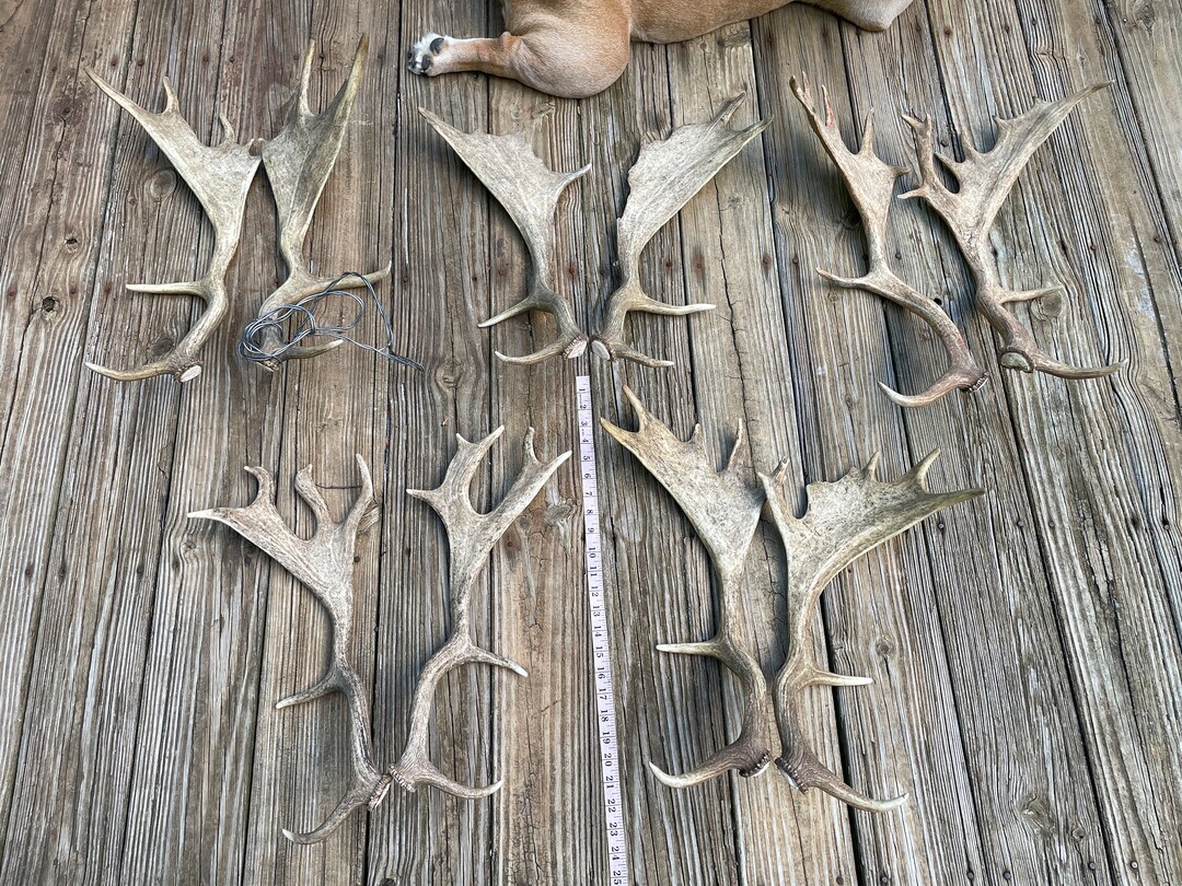Taxidermy (5) Five Nice Large Sets of Fresh, FALLOW DEER Shed ANTLERS ...