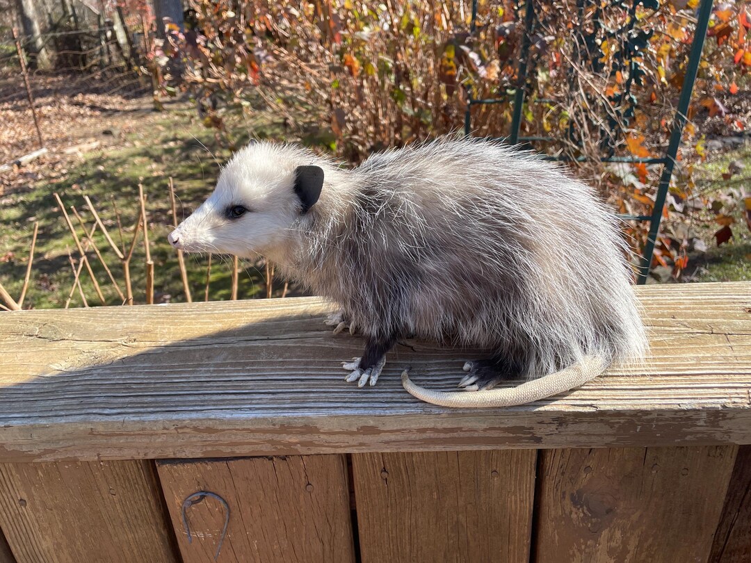 Nice , New, American Opossum OR, Just Possum, Lifesize Mount Taxidermy ...