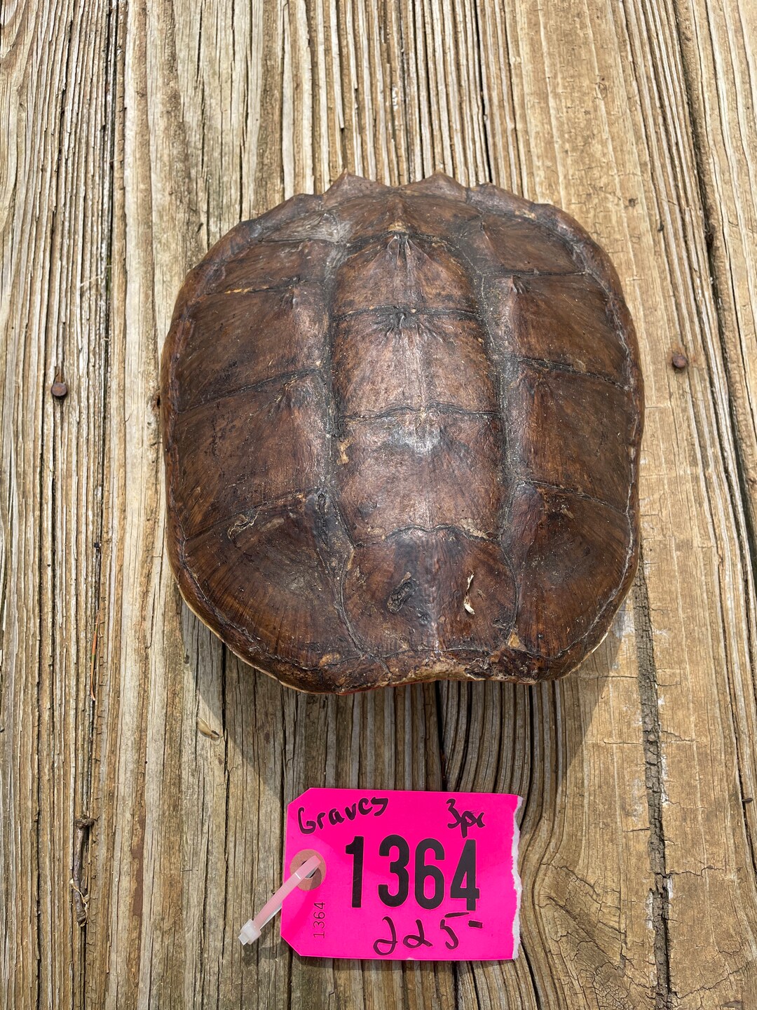 ONE {1} Awesome Taxidermy Common Snapping Turtle Shell Log Cabin ...