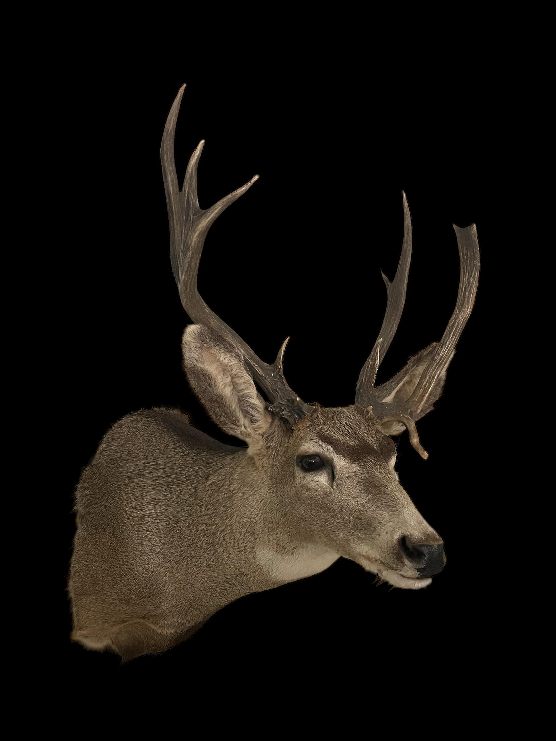Taxidermy Weird 5 X 5 Double Main Beam MULE DEER ANTLERS /shoulder ...