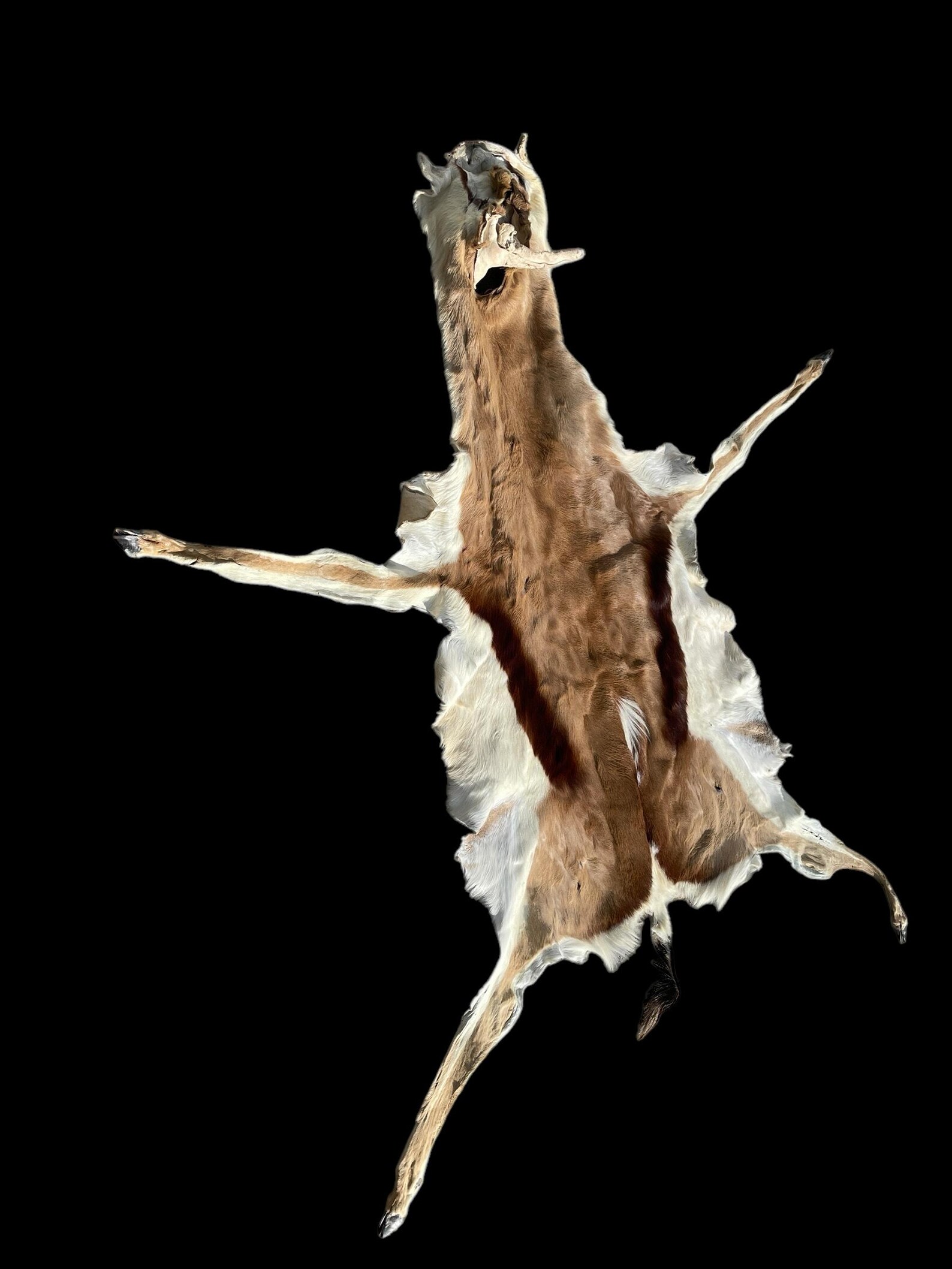 Beautiful Tanned, COMPLETE, SPRINGBOK SKIN -hide for Possible Lifesize ...