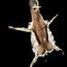 Beautiful Tanned, COMPLETE, SPRINGBOK SKIN -hide for Possible Lifesize ...