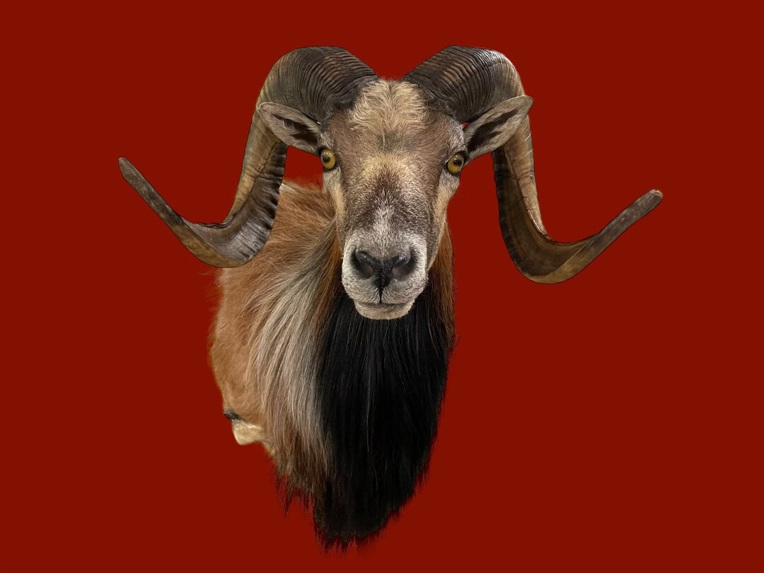 Very Cool - Beautiful - Corsican X Cross SHEEP With Big Horns - Great ...