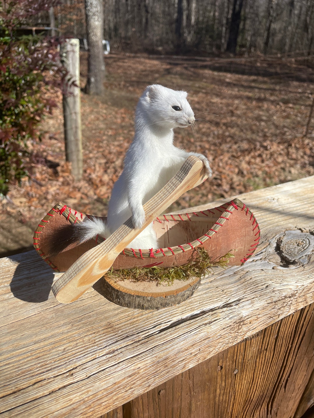 Taxidermy, Stoat or Long-tailed Weasel = Ermine, in a Little Canoe ...
