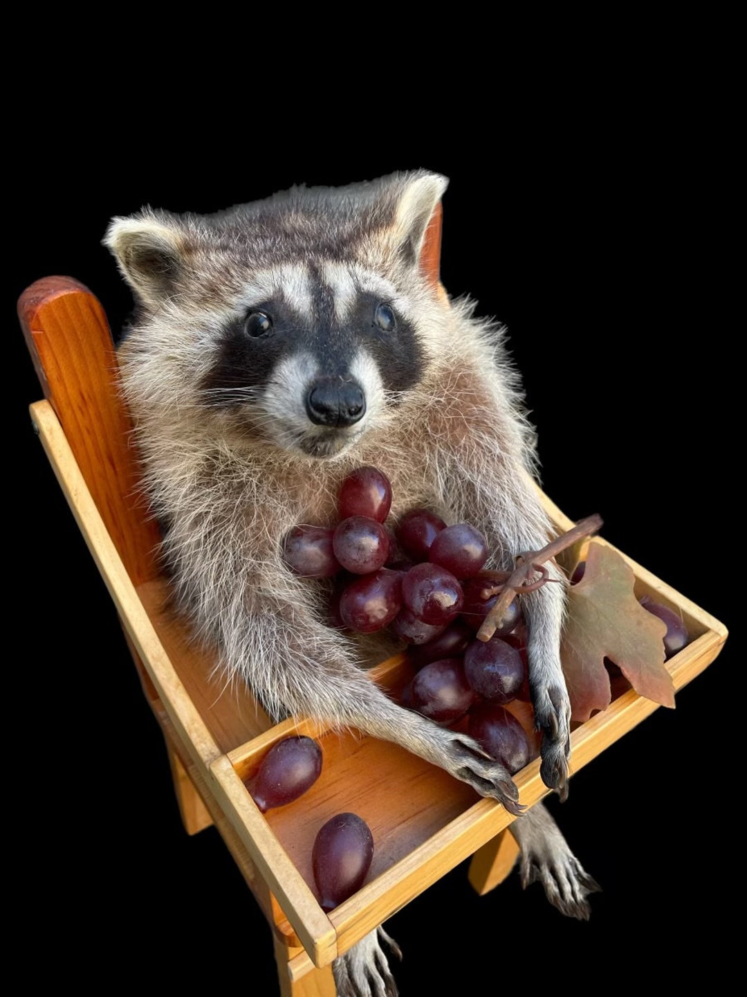 Taxidermy NEW Cute, Baby, Coon Or, RACCOON, in a Little Highchair ...