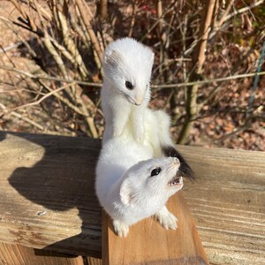 Taxidermy, a Pair, of X - X Mating Stoat or Long-tailed Weasels ...