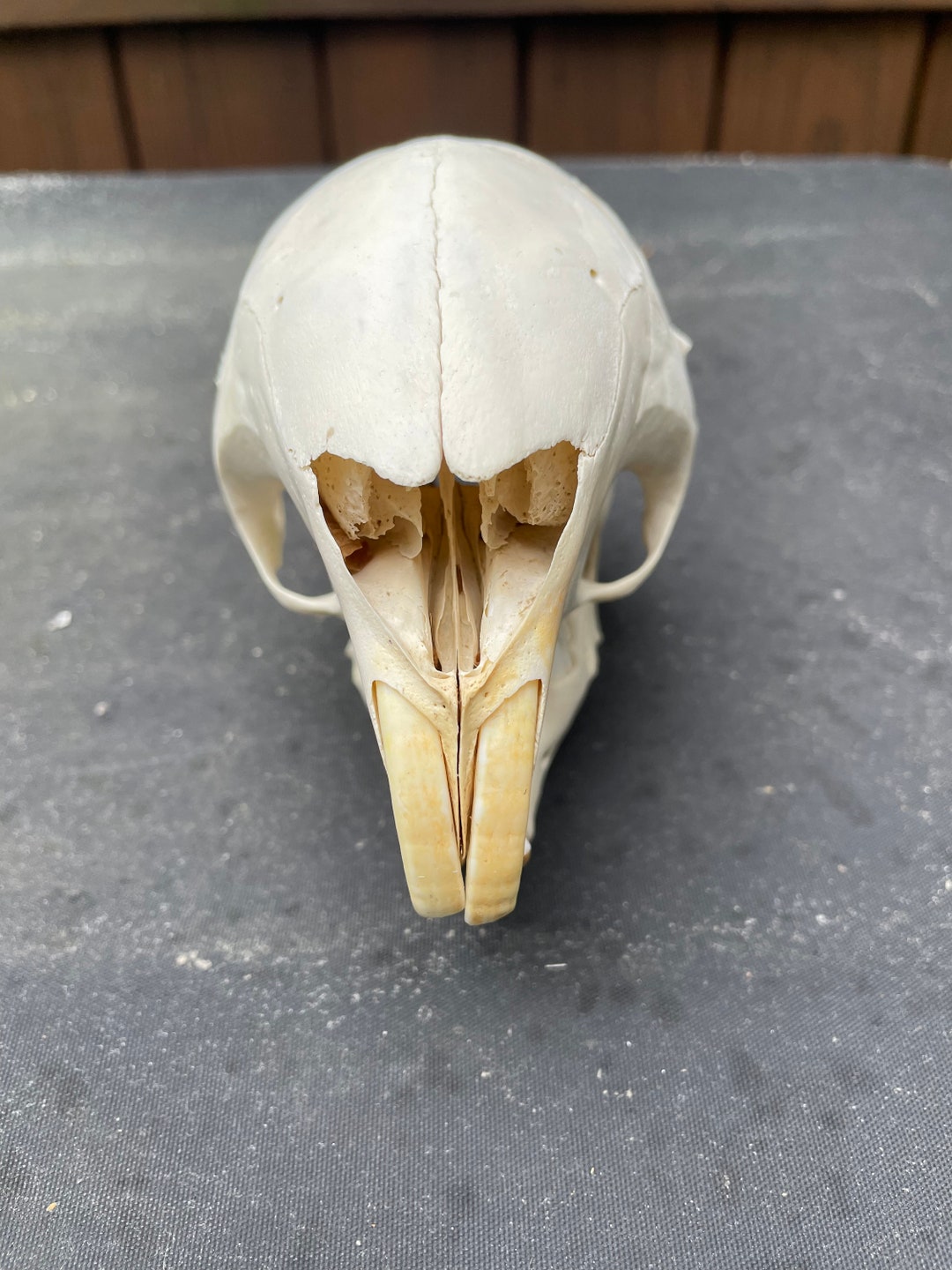 Taxidermy RARE Trophy Africa Crested Porcupine Skull Bone African ...