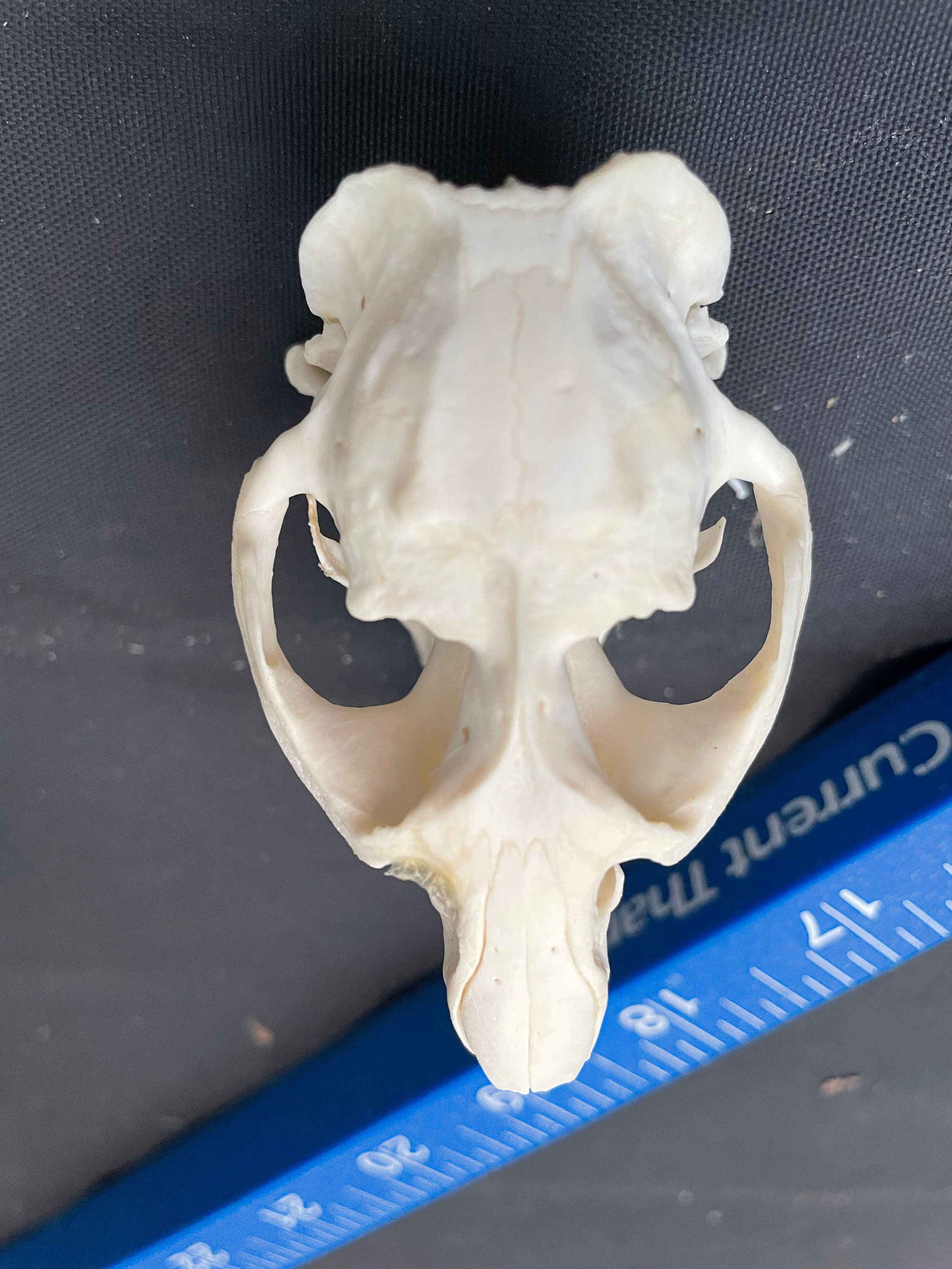 Nice Large American Muskrat Skull Taxidermy Log Cabin Hunting Lodge ...