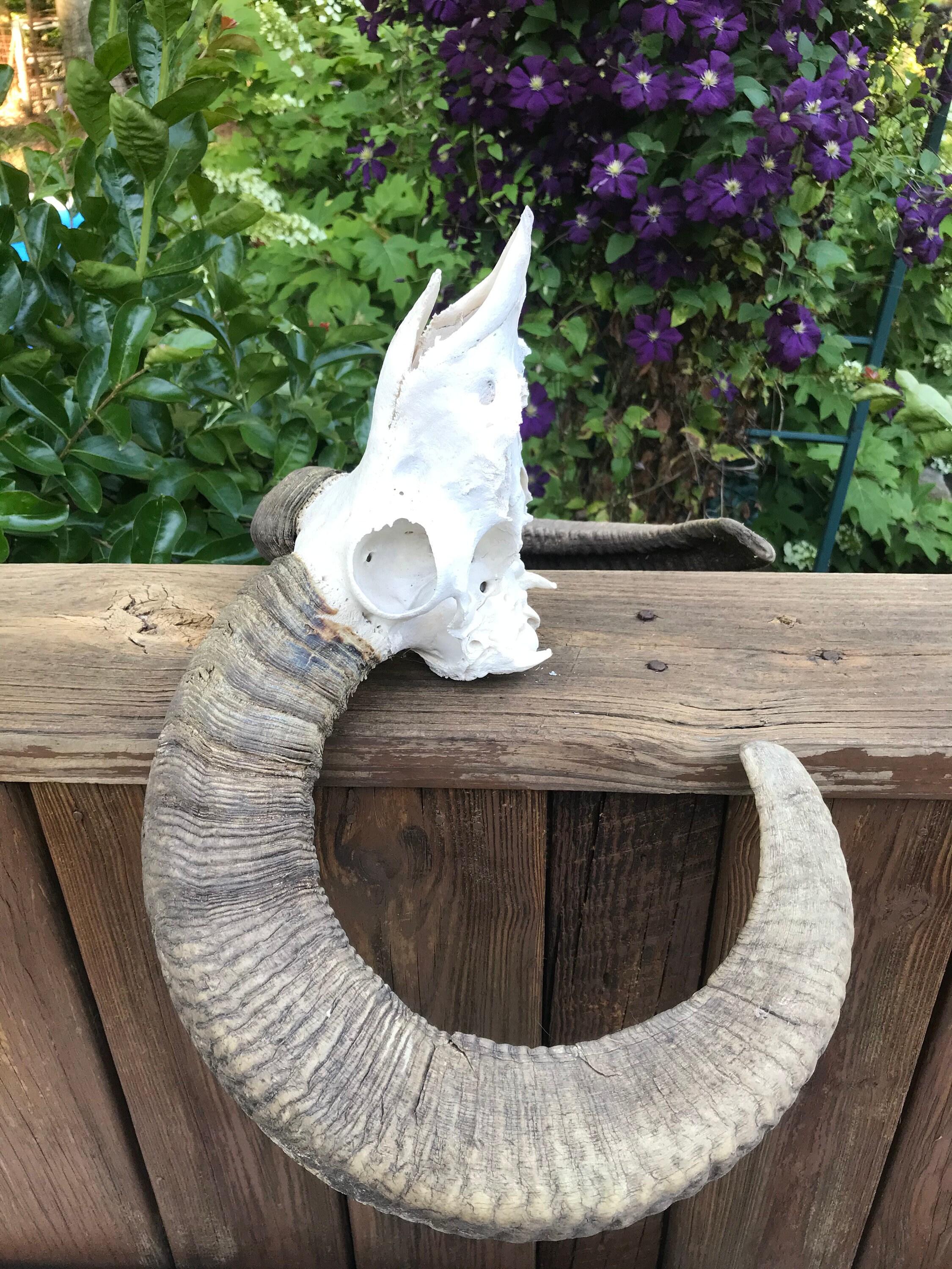 Taxidermy RARE RED SHEEP Skull Nice Big Horns = Hybrid Armenian Mouflon ...
