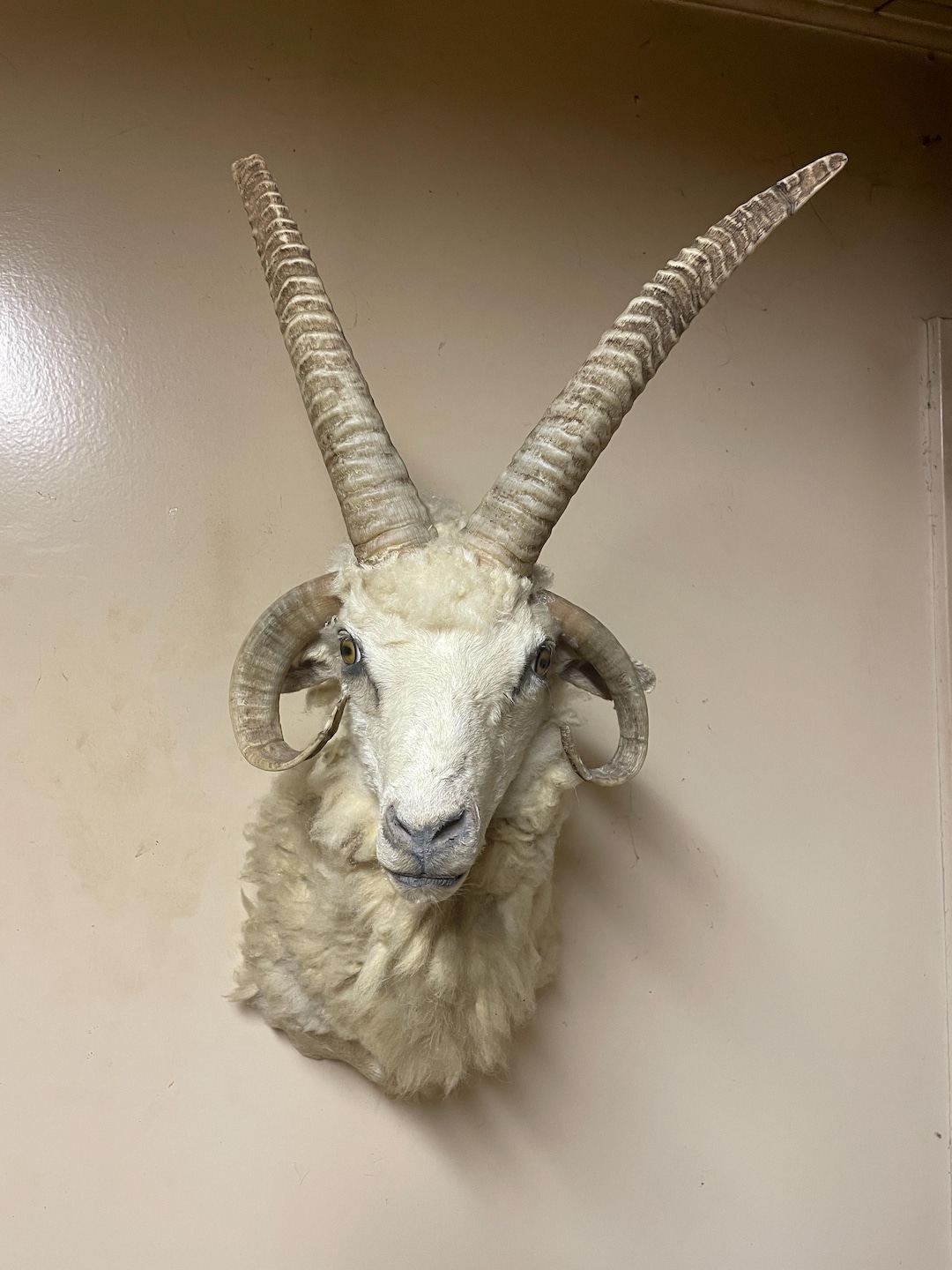 RARE 4 Horn or Jacobs Sheep Nice Horns Taxidermy Log Cabin Hunting ...
