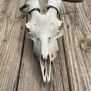 Nice **goat Full Skull With Horns**taxidermy Log Cabin Hunting Lodge ...
