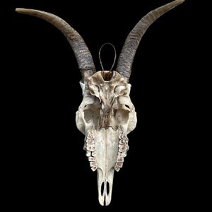 Nice **goat Full Skull With Horns**taxidermy Log Cabin Hunting Lodge ...