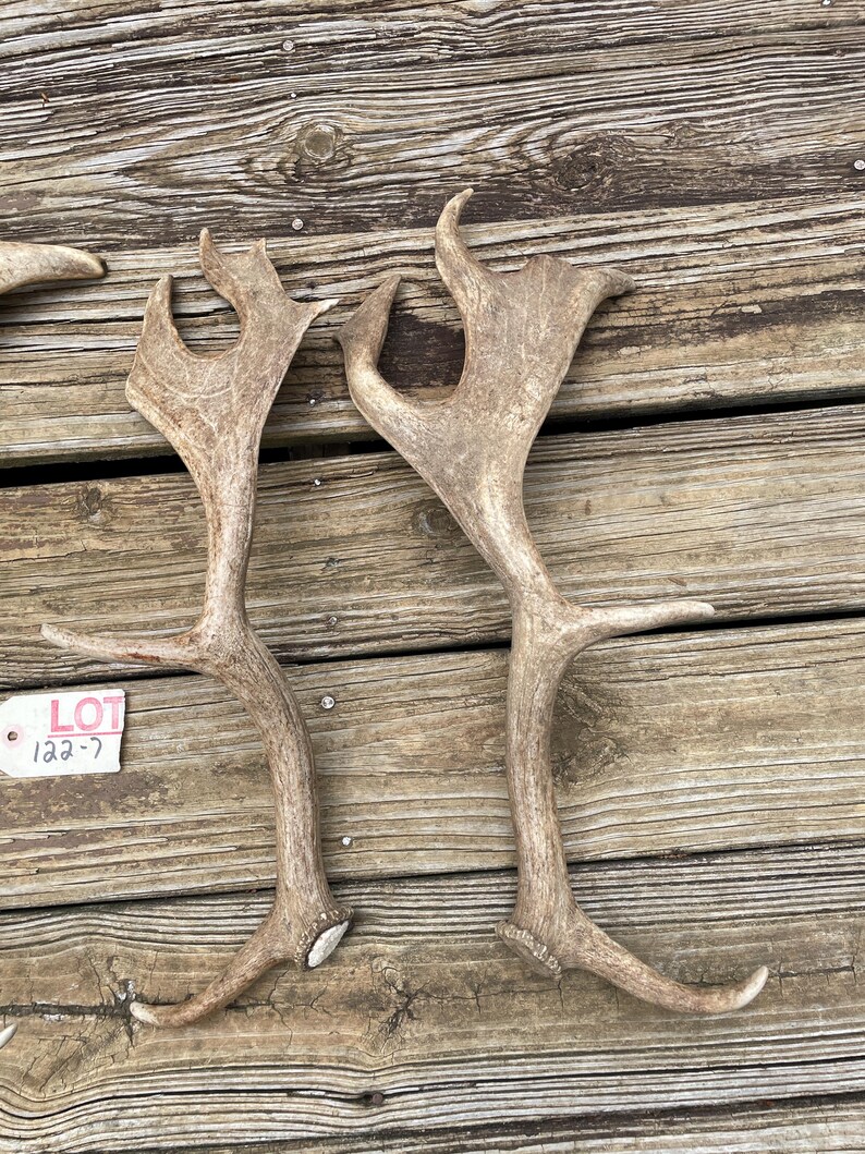 Taxidermy Two Awesome Sets of Big FALLOW DEER Shed ANTLERS Log Cabin ...