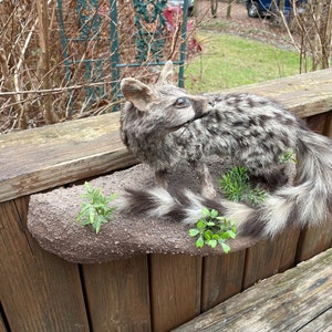 Rare, Beautiful Little Small Spotted GENET Full Body Mount AFRICA ...