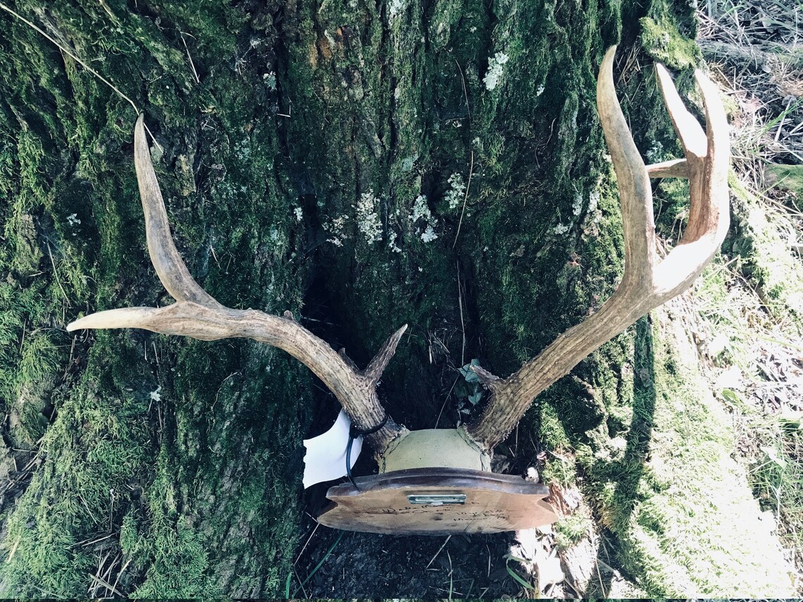 Nice 10 Point 6 X 4 Set of Mexico Whitetail DEER ANTLERS - Etsy