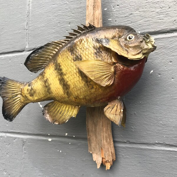 Bluegill - Etsy