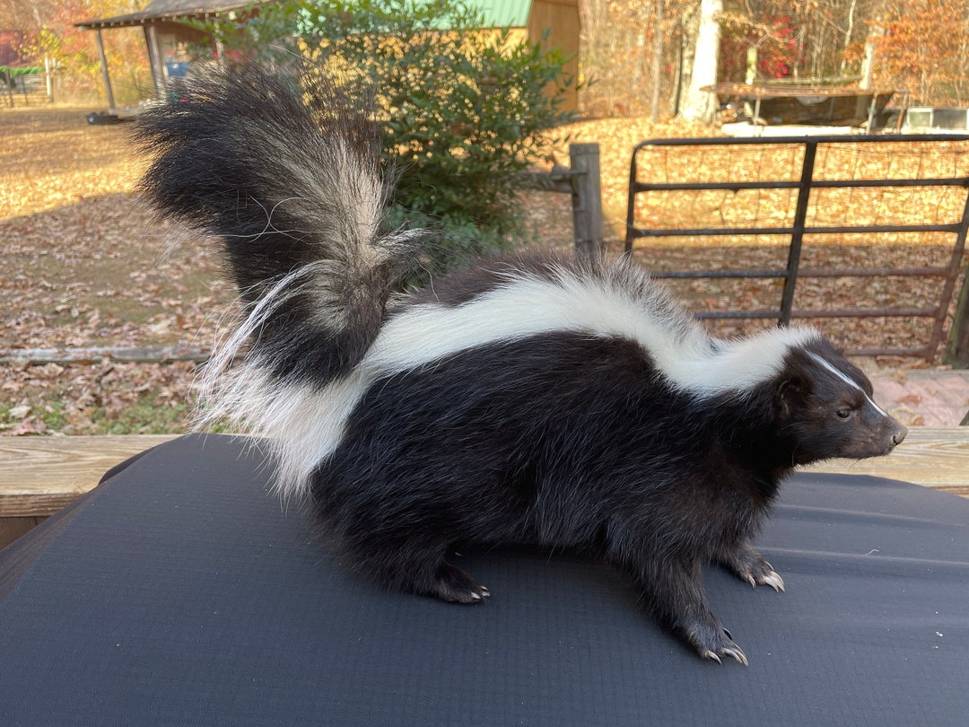 New, Taxidermy Very, NICE, Free-standing Lifesize STRIPPED SKUNK Mount ...