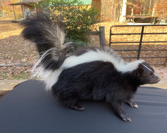 New, Taxidermy Very, NICE, Free-standing Lifesize STRIPPED SKUNK Mount ...