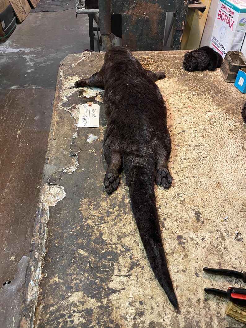 Nice Xlg Male Tn. Otter Prepped/salted/skin, for a Lifesize TAXIDERMY ...