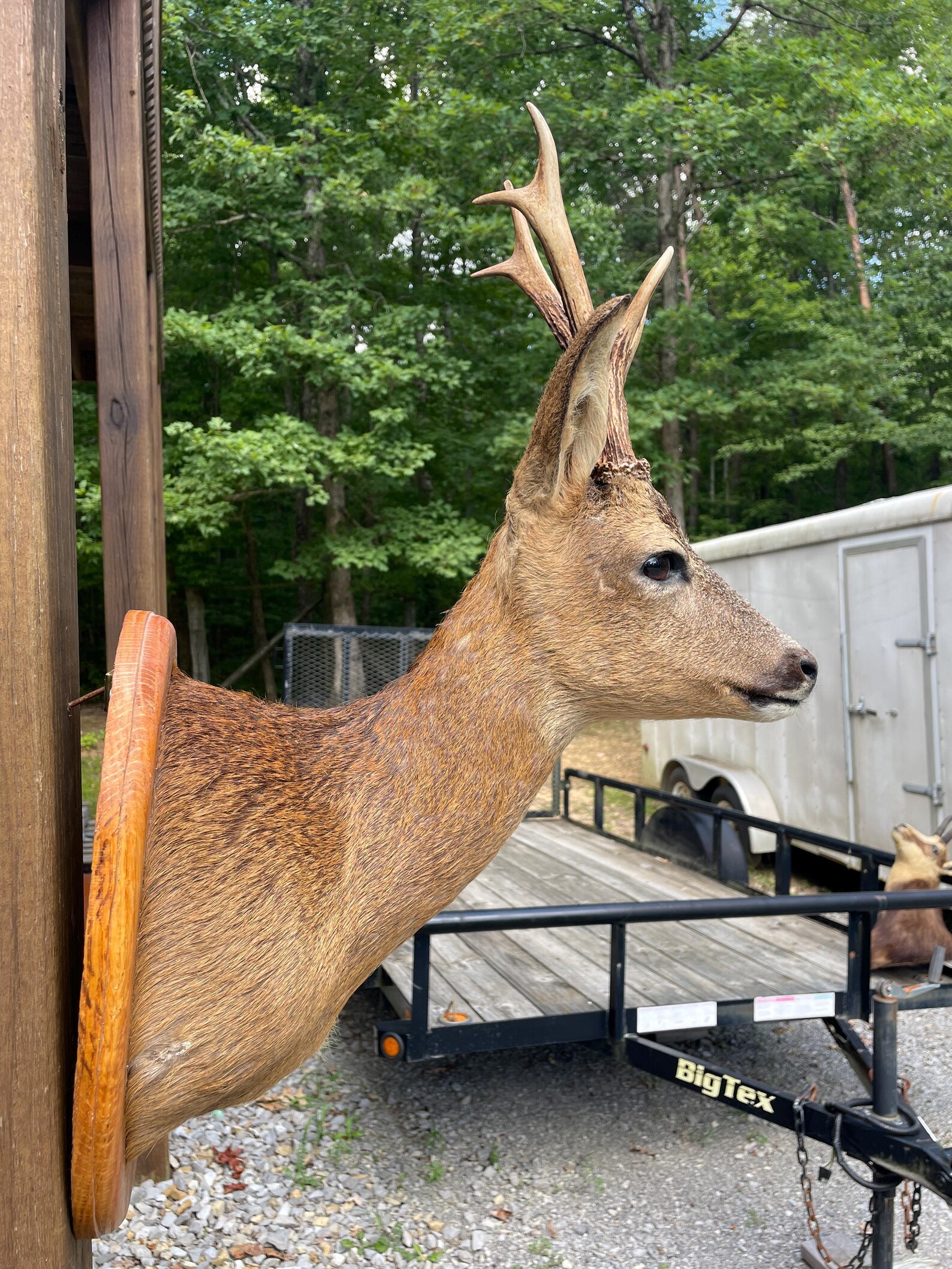 TAXIDERMY Beautiful Early Fall Cape/hair Roe Deer With Nice Antlers ...