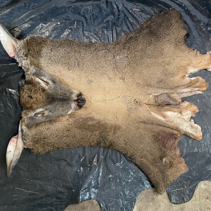 Whitetail Deer Hide - Etsy