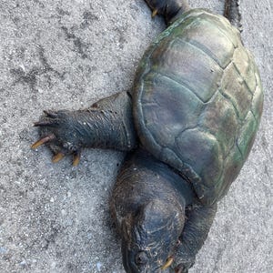 VERY Nice Large, - New - Snapping Turtle Lifesize Mount, Log Cabin ...