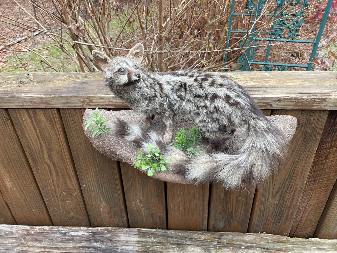 Rare, Beautiful Little Small Spotted GENET Full Body Mount AFRICA ...