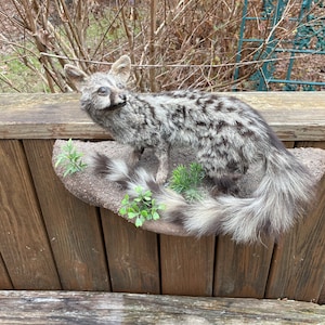 Rare, Beautiful Little Small Spotted GENET Full Body Mount AFRICA ...