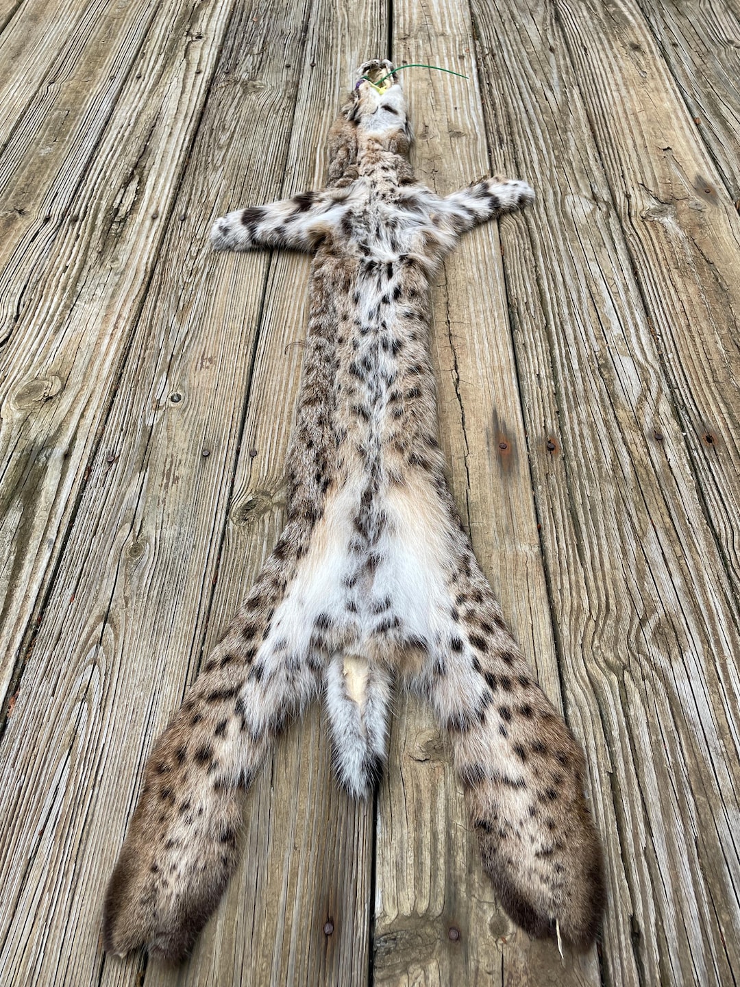 One { 1 } Tanned BOBCAT Hide/fur/skin/pelt {spotted as a JUNGLE Cat ...
