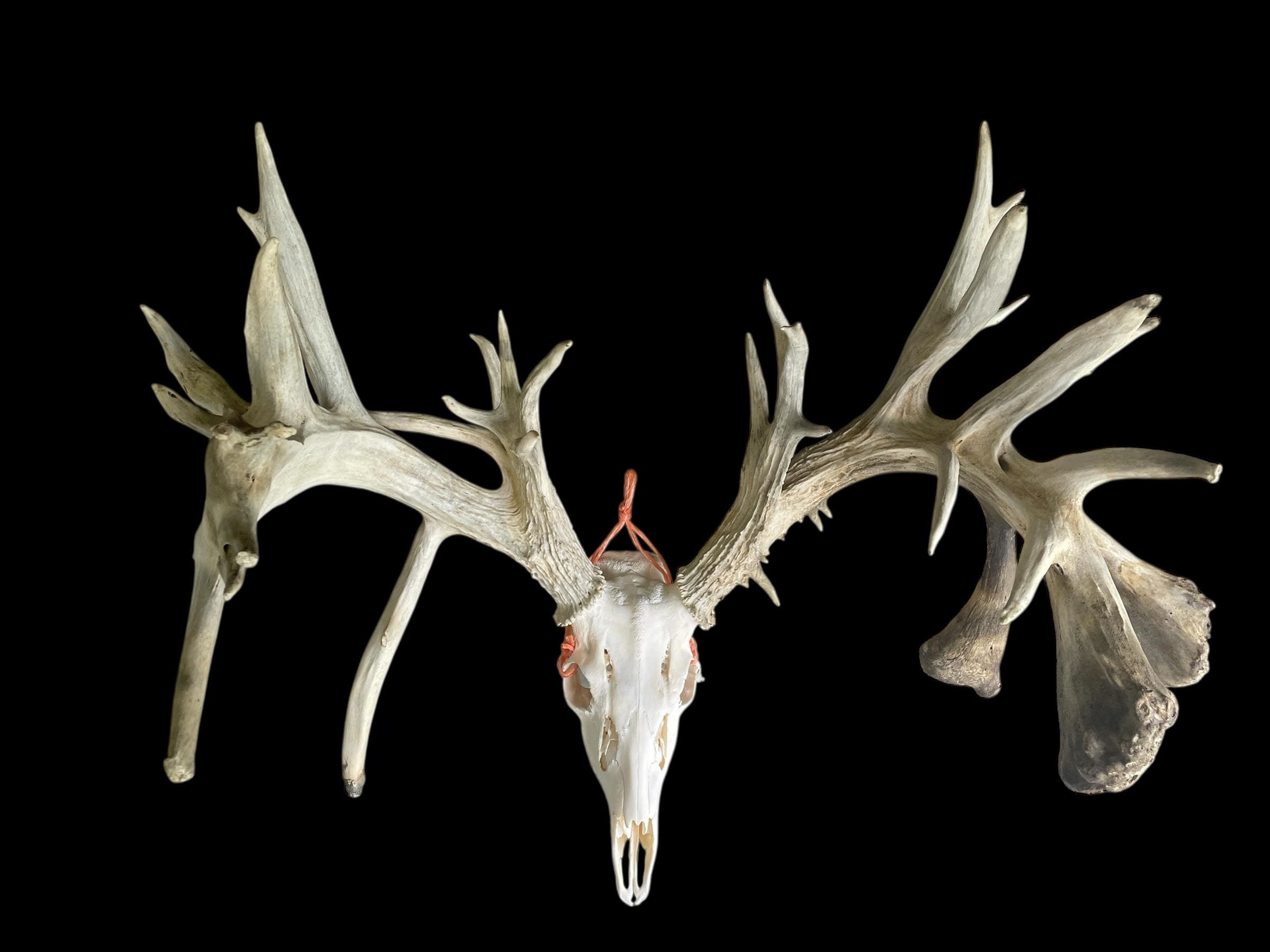 34 Point - GAINT - Nontypical Whitetail Deer Antlers-skull Big Drop ...