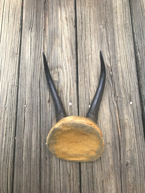 Home & Living Trophy set of Mountain Goat Horns Log Cabin Hunting Lodge ...