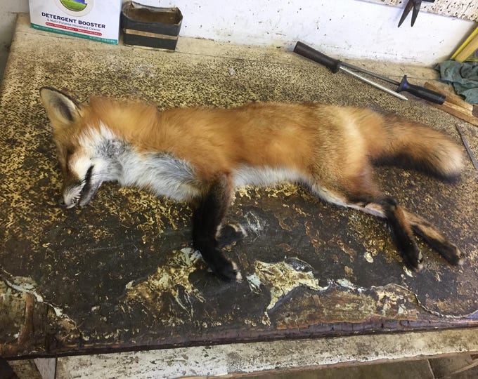 Prepped/tanned/complete RED FOX Skin-hide for Lifesize Taxidermy Mount ...