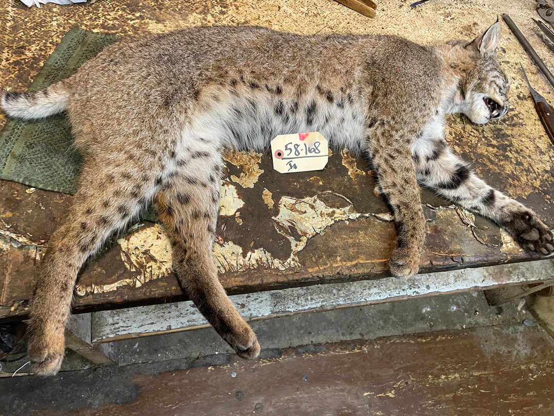 A Beautiful, 25 Lb. Male LIFESIZE Spotted Bobcat Untanned / Salted Skin ...